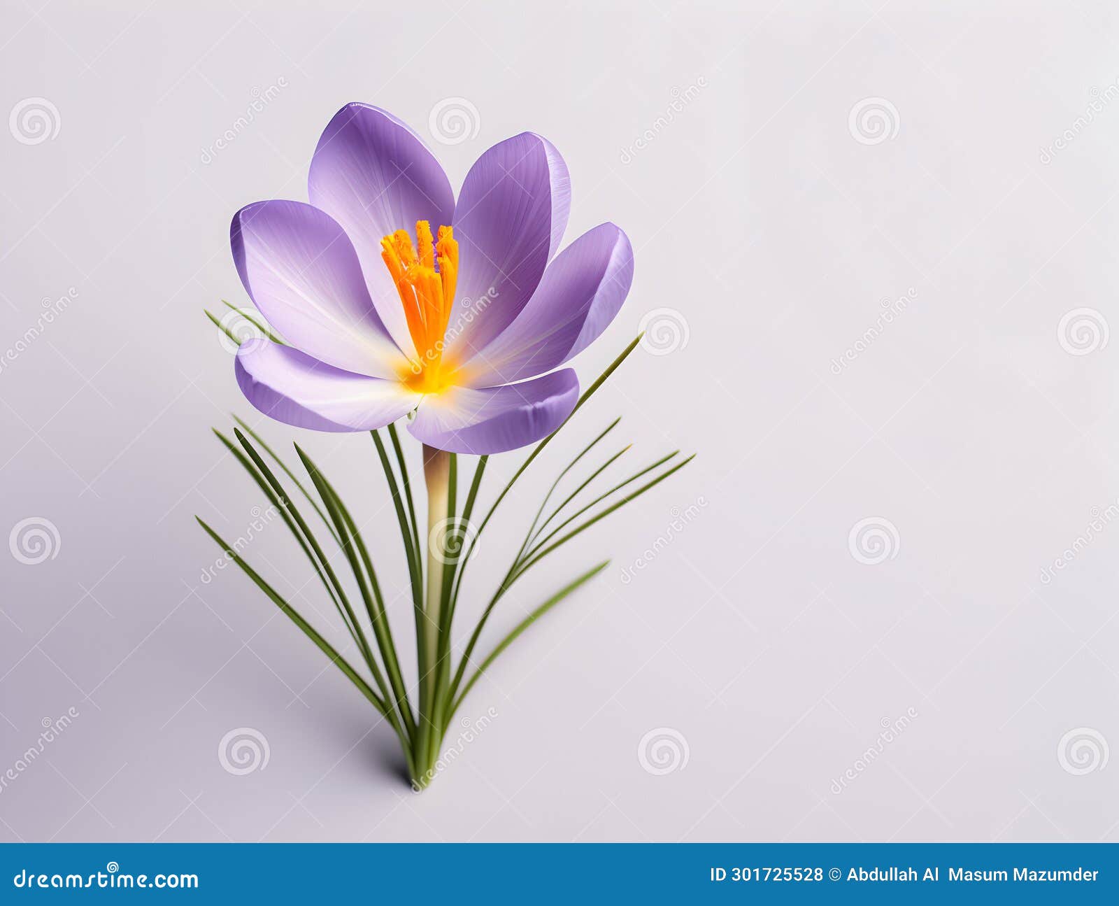 Crocus Flower in Studio Background, Single Crocus Flower, Beautiful ...