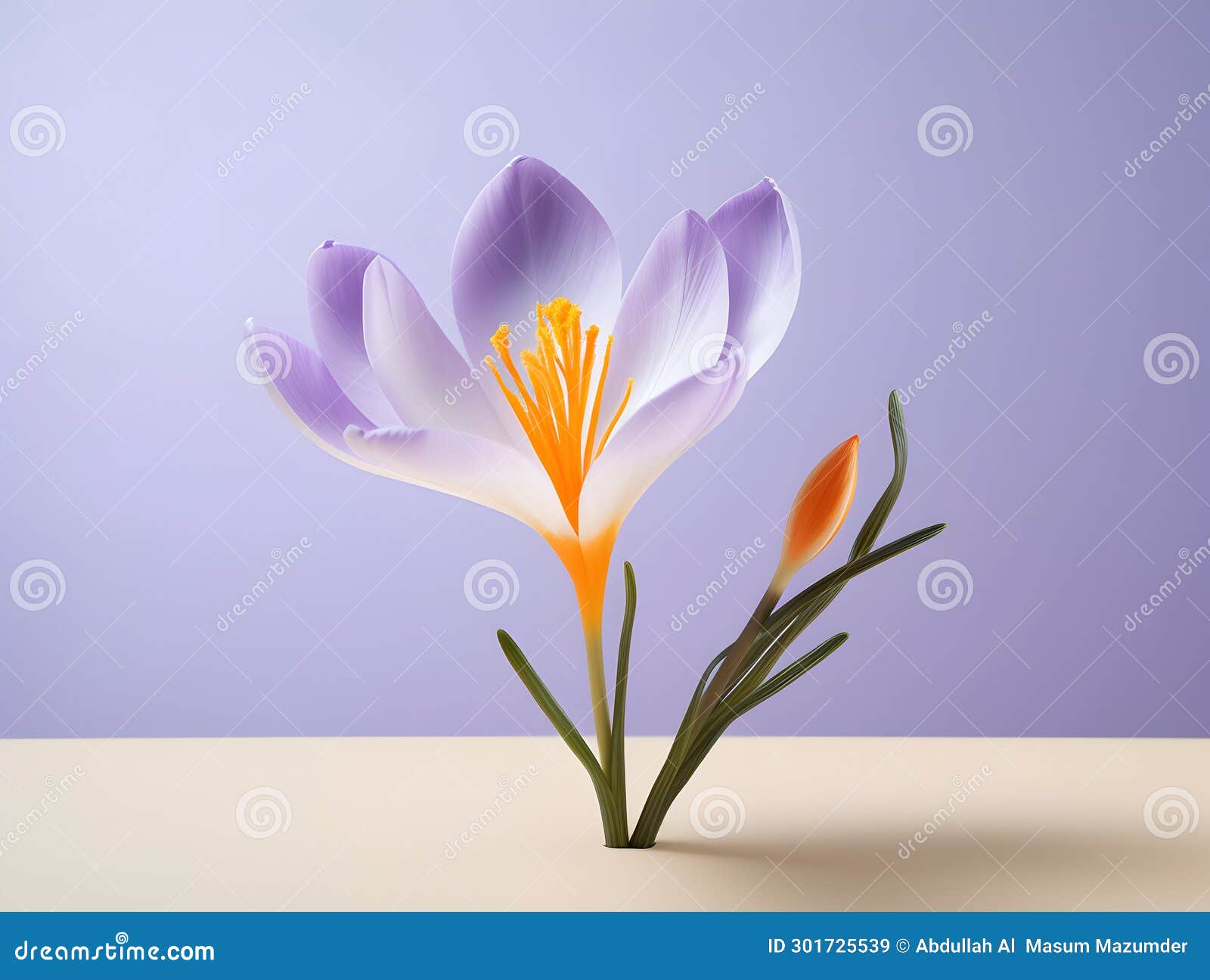Crocus Flower in Studio Background, Single Crocus Flower, Beautiful ...