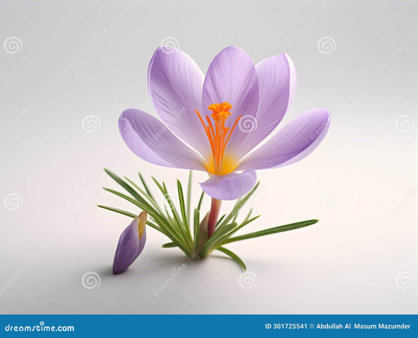 Crocus Flower in Studio Background, Single Crocus Flower, Beautiful ...