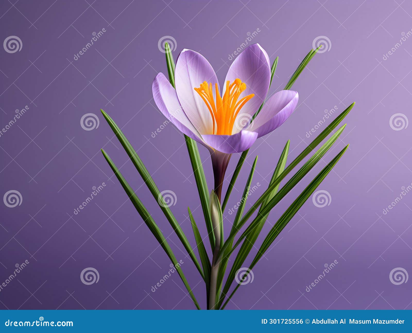 Crocus Flower in Studio Background, Single Crocus Flower, Beautiful ...