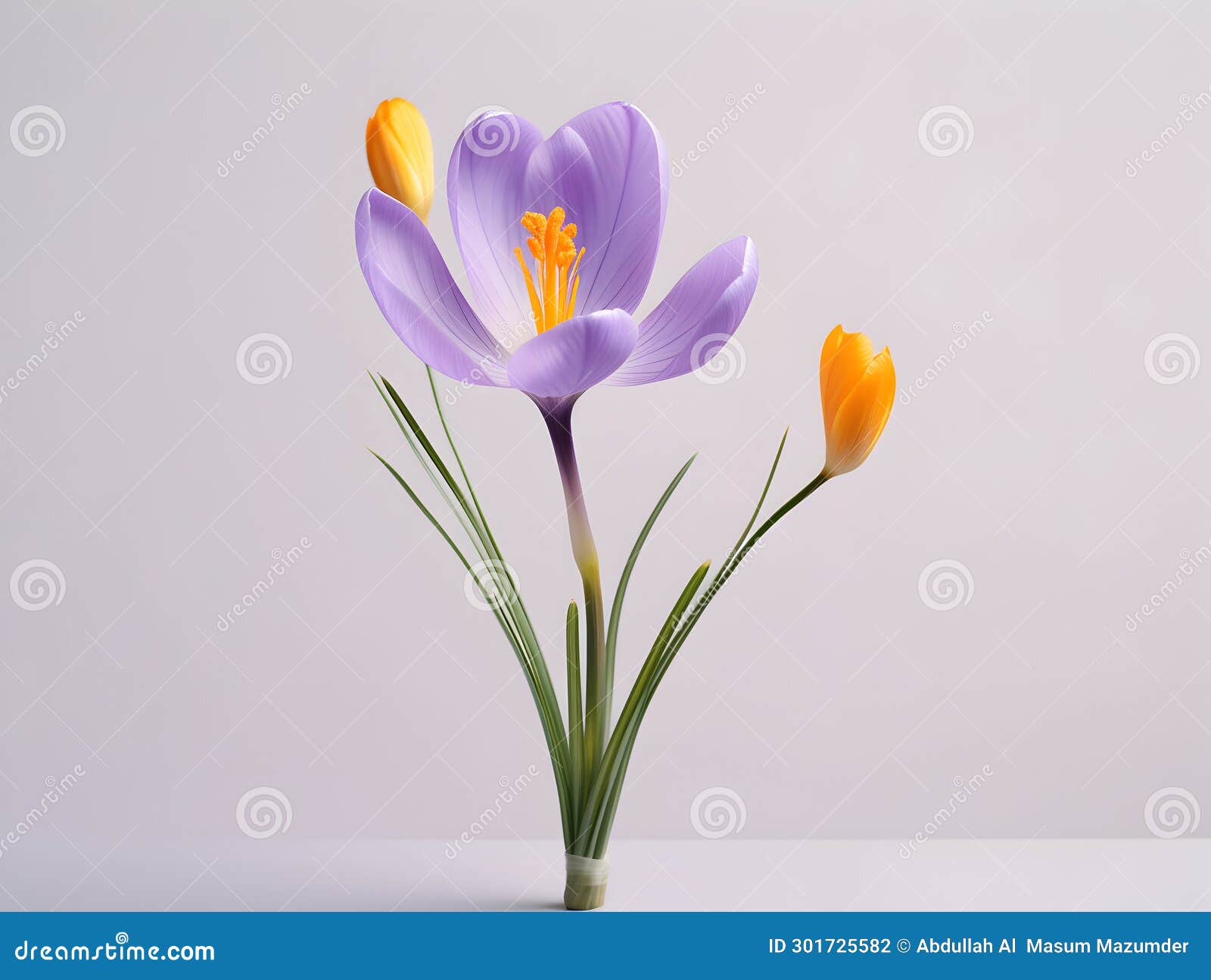 Crocus Flower in Studio Background, Single Crocus Flower, Beautiful ...
