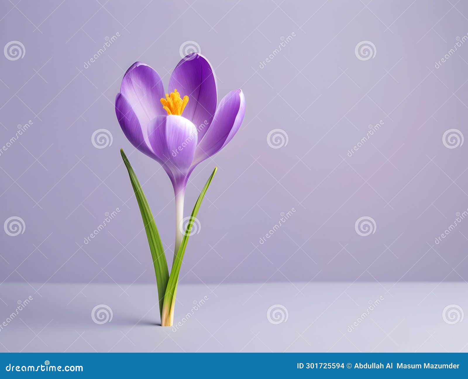 Crocus Flower in Studio Background, Single Crocus Flower, Beautiful ...