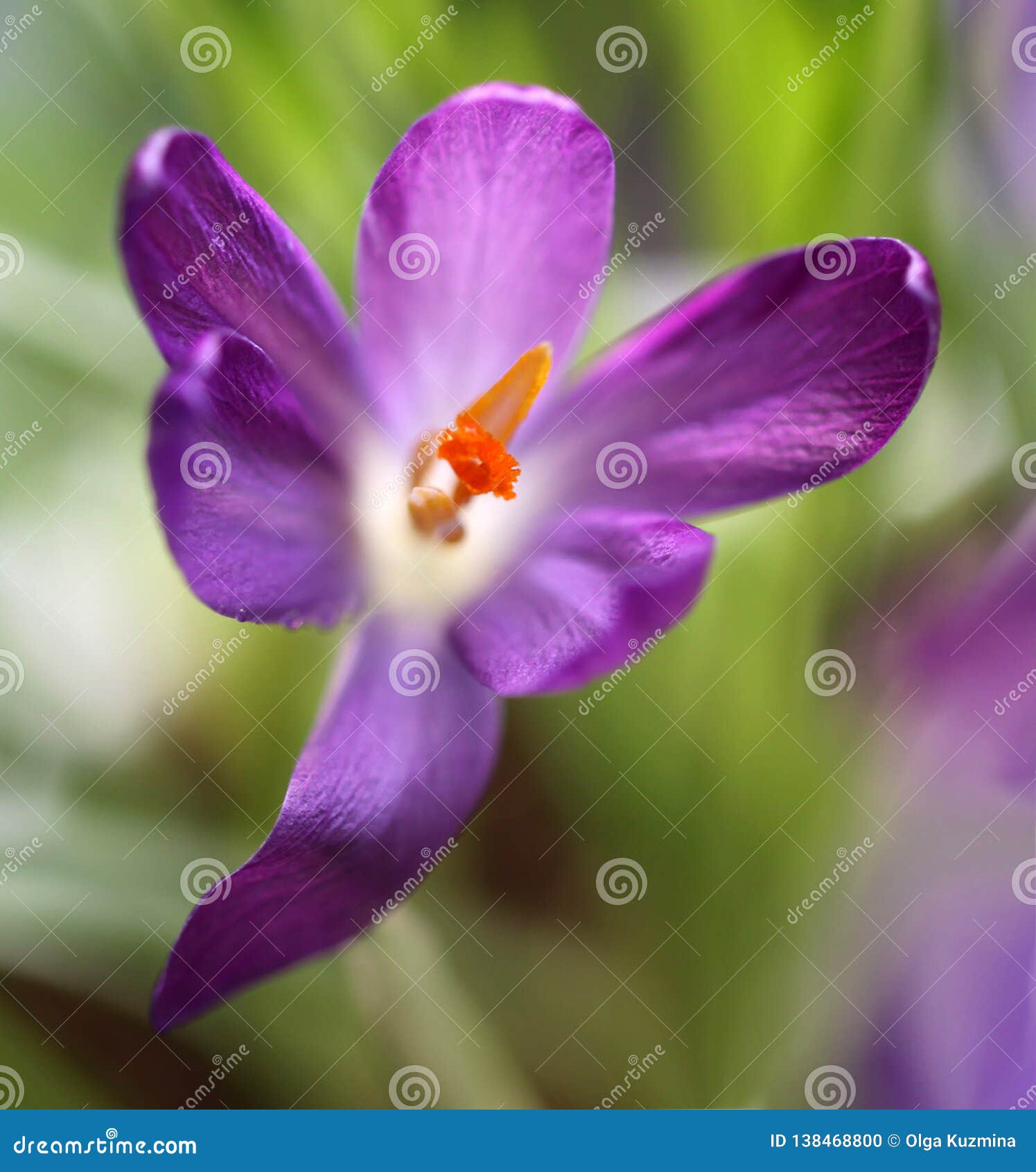 Crocus Flower, Top View. Crocus Flower Close-up Stock Photo - Image of ...