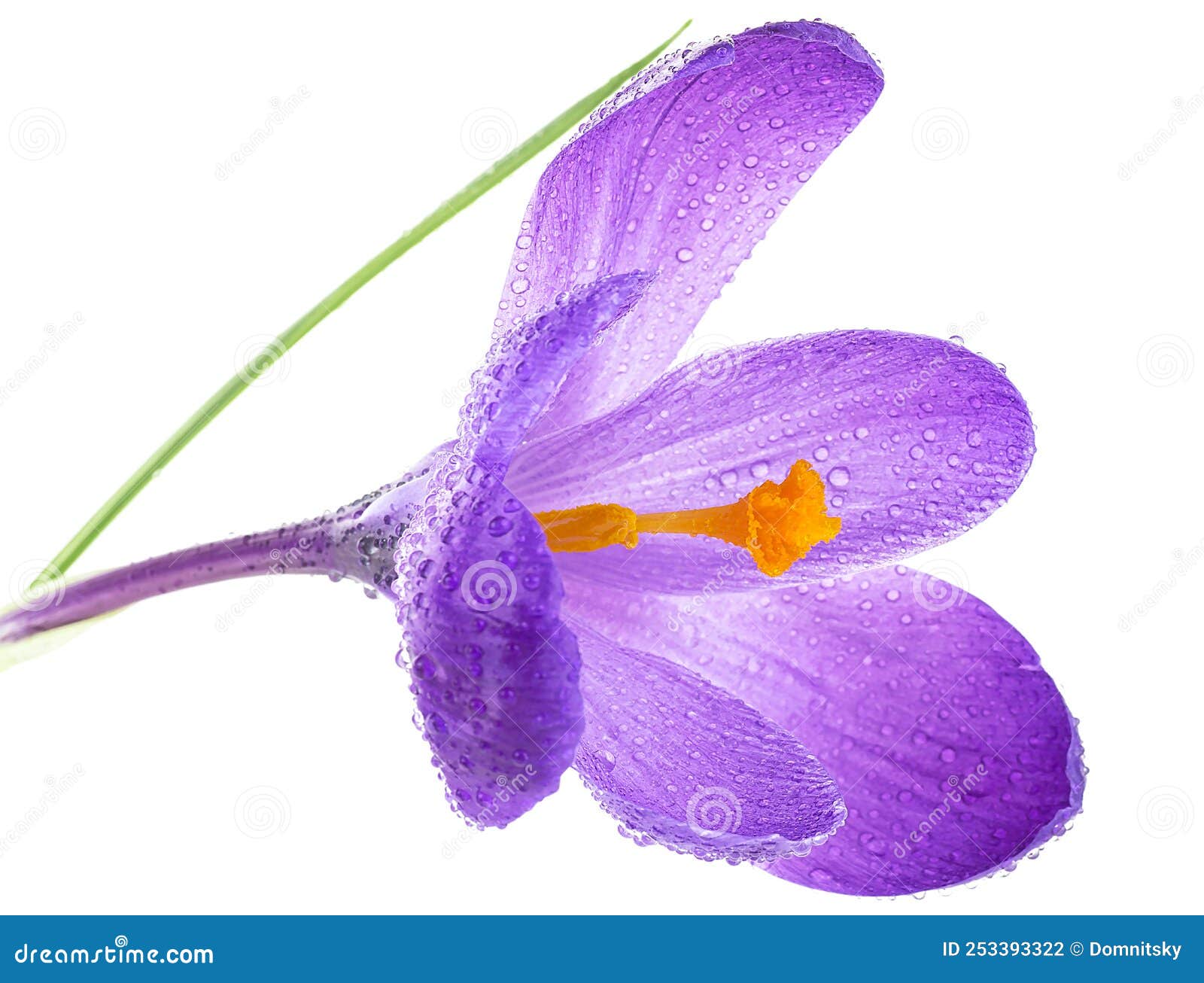 Crocus Flower with Water Drops Isolated on White Background. Purple ...