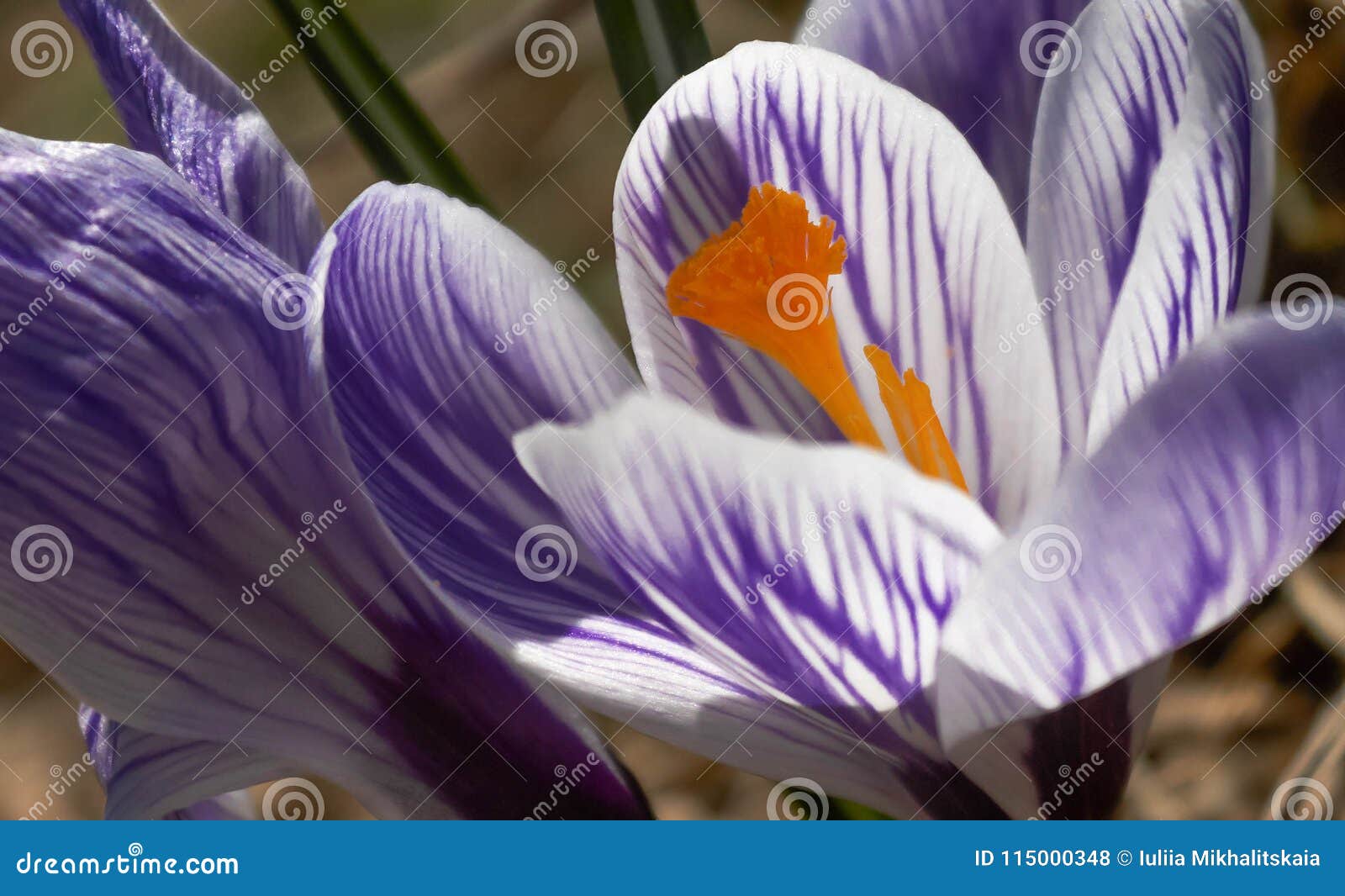 The Crocus Flower, White and Blue Stock Photo - Image of flower ...