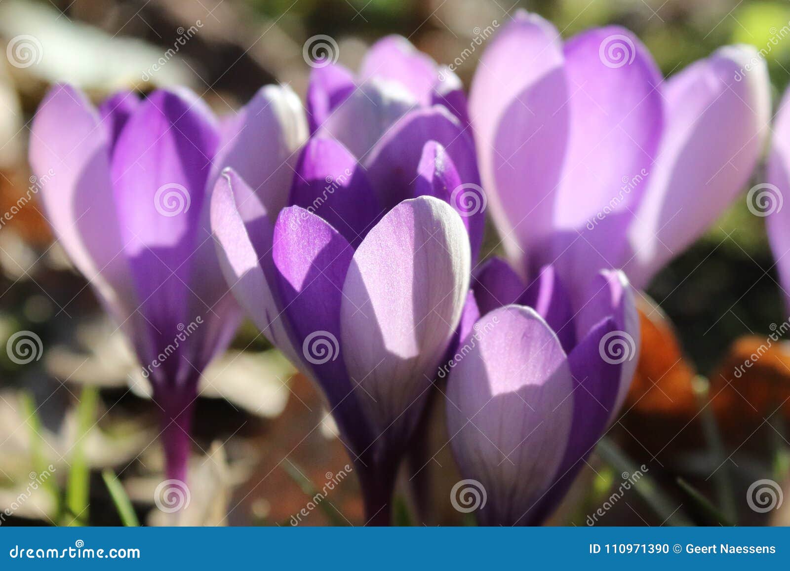 Crocus chrysanthus stock photo. Image of nature, flowering - 110971390