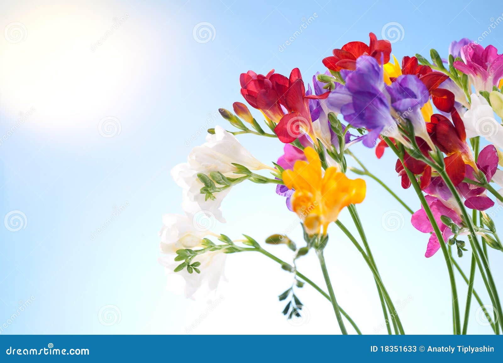 Crocus flowers stock image. Image of bouquet, blossom - 18351633