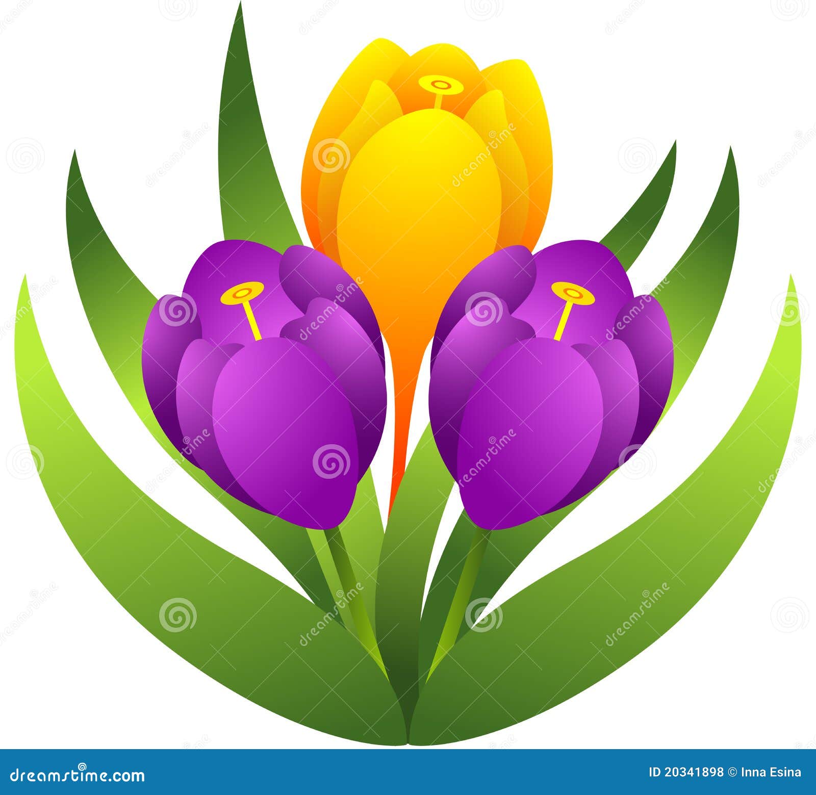 Crocus Flowers stock vector. Illustration of beautiful - 20341898