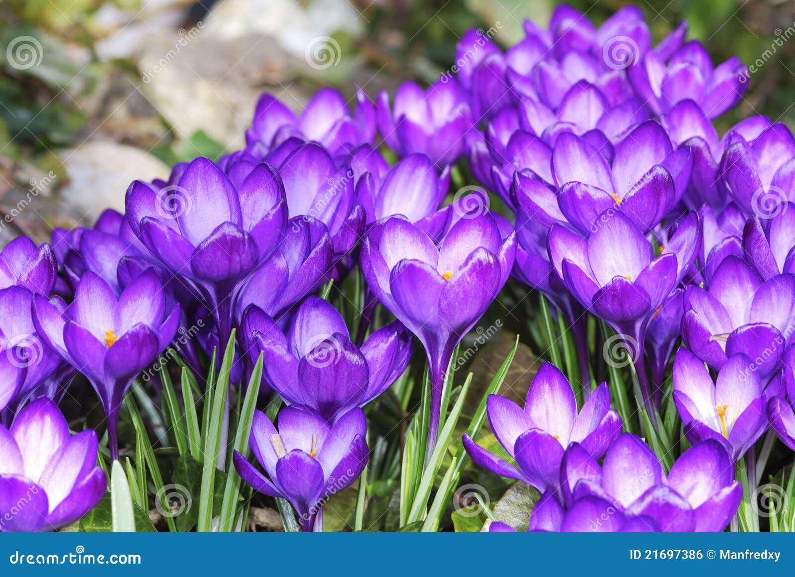 Crocus flowers stock photo. Image of floral, botanical - 21697386