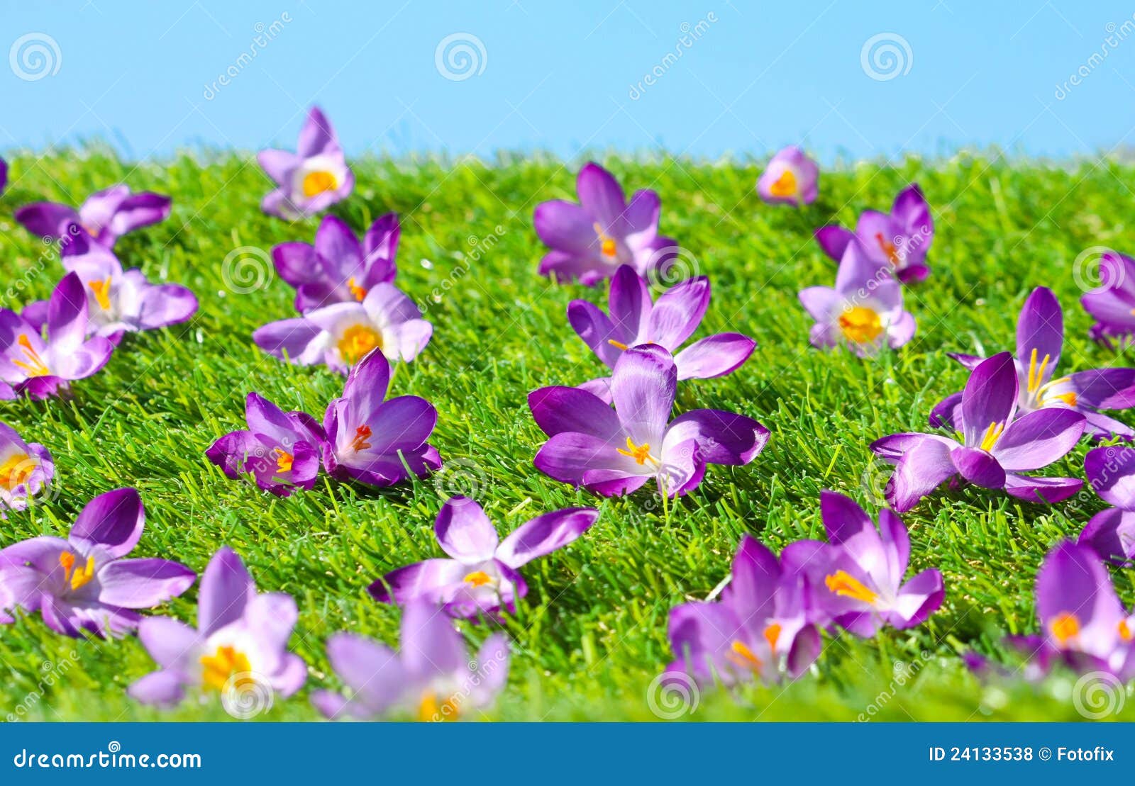 Crocus Flowers stock photo. Image of nature, green, meadow - 24133538