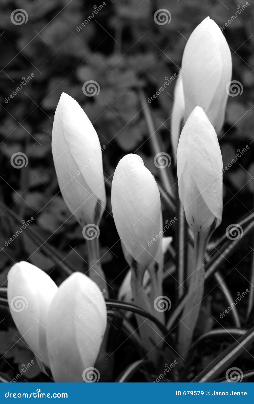 Crocus flowers stock image. Image of flowers, crocus, black - 679579