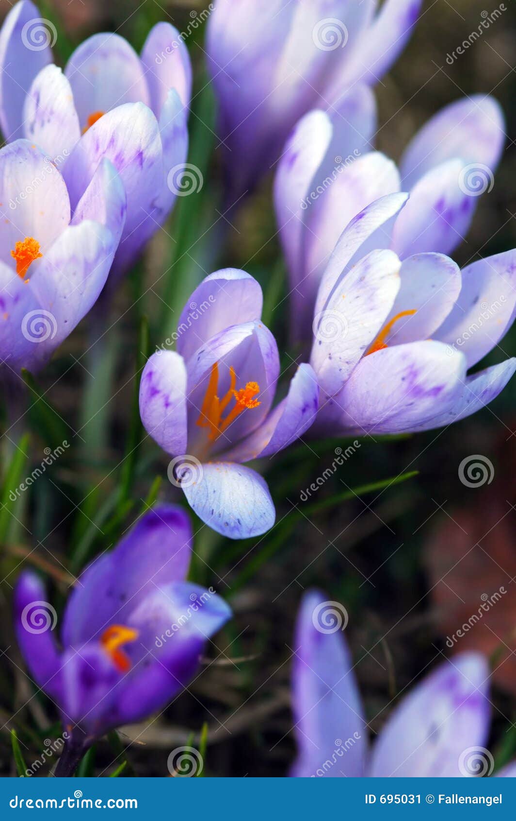 Crocus flowers stock image. Image of colorful, garden, season - 695031