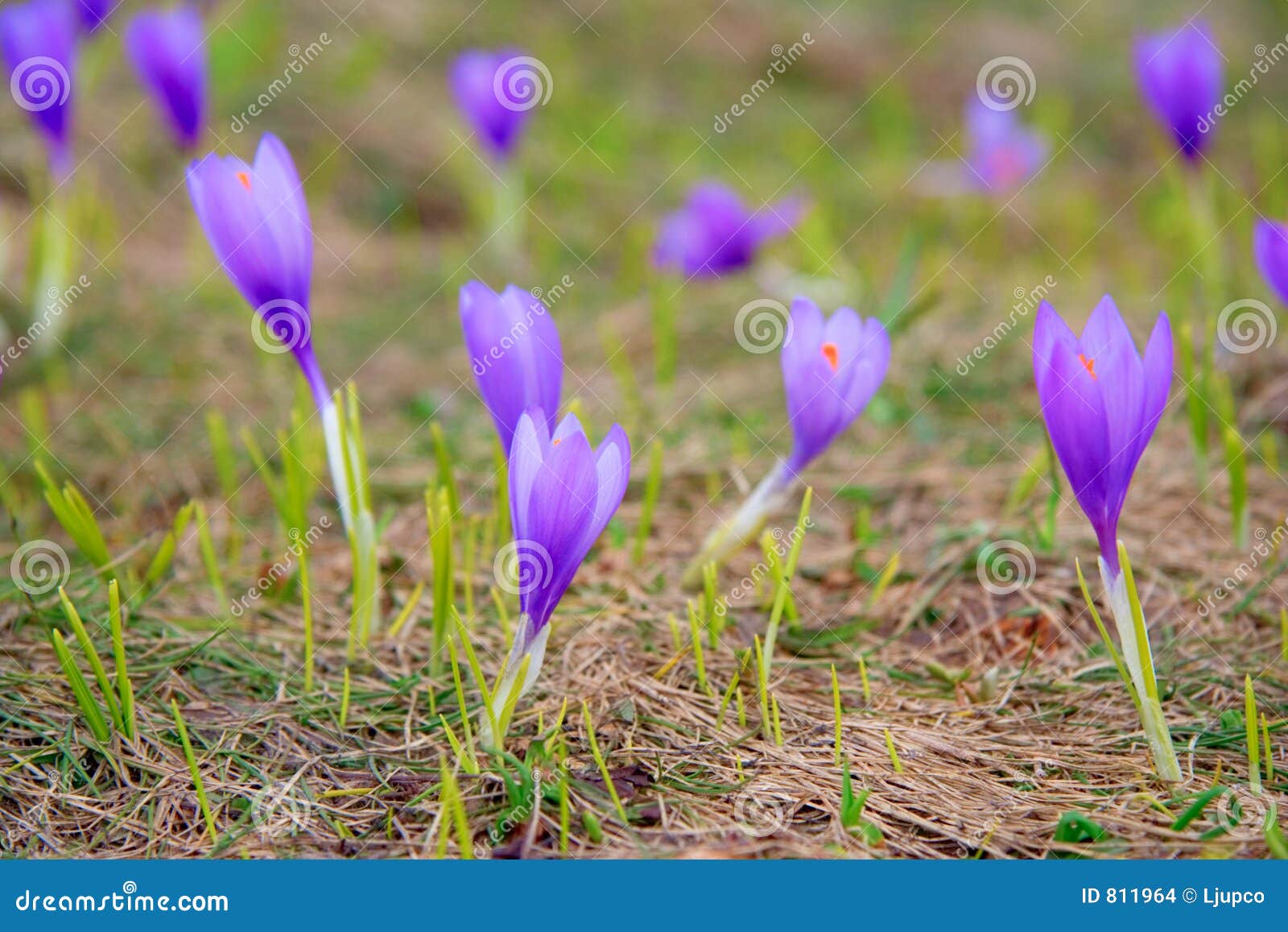 Crocus flowers stock photo. Image of blue, elegant, growing - 811964