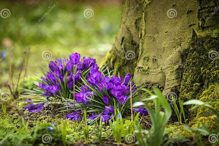 Crocus Flowers Below Beech Tree Stock Photo - Image of beech, garden ...
