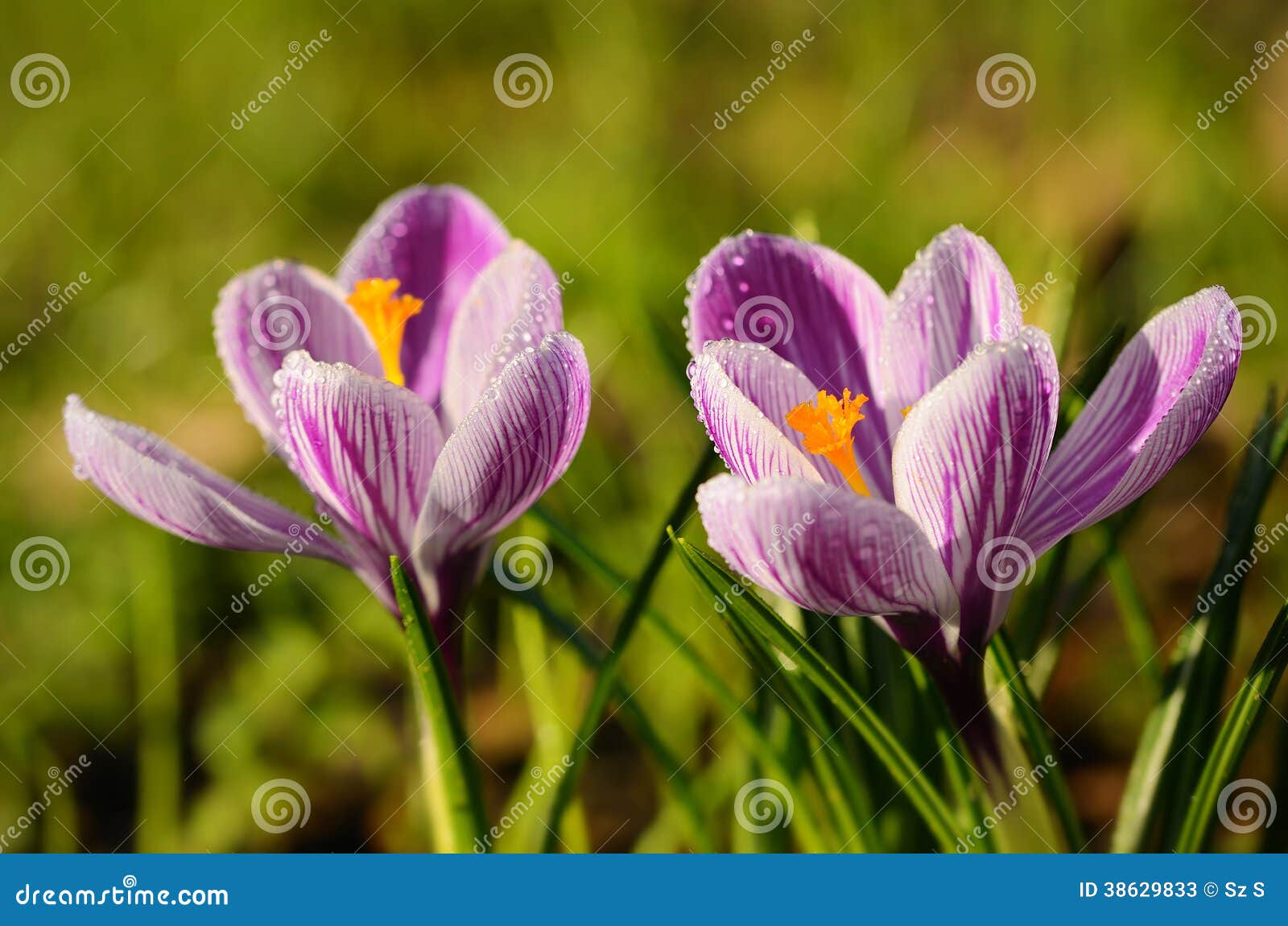 Crocus Flowers Bloom in the Field Early Spring Stock Image - Image of ...