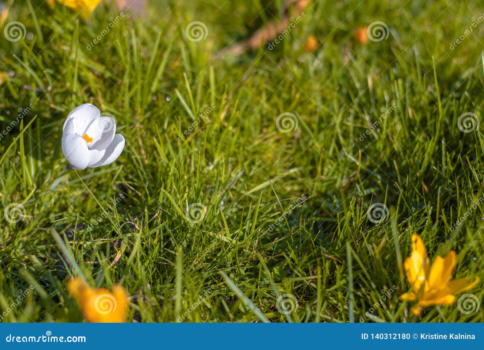 White Crocus Flowers in Bloom, with Copy Space Stock Photo - Image of ...