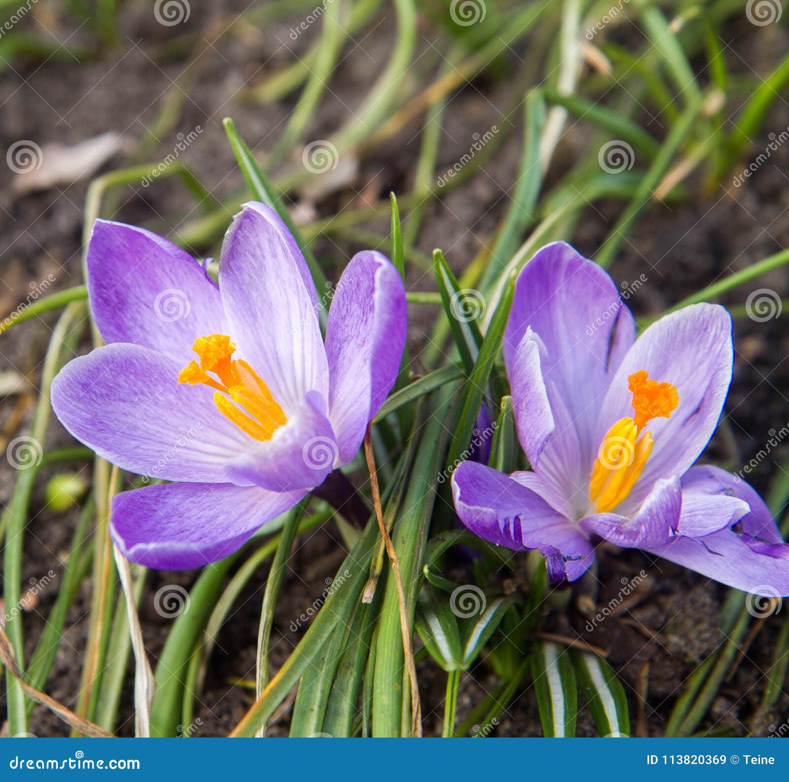 Crocus flowers blooming stock image. Image of flower - 113820369