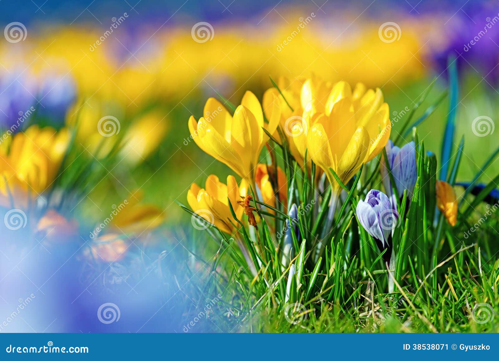 Crocus Flowers stock image. Image of beauty, blue, bouquet - 38538071
