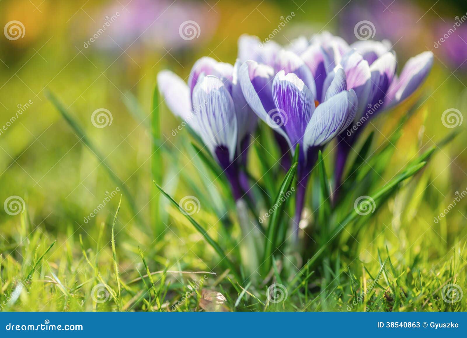 Crocus Flowers stock image. Image of flowers, border - 38540863