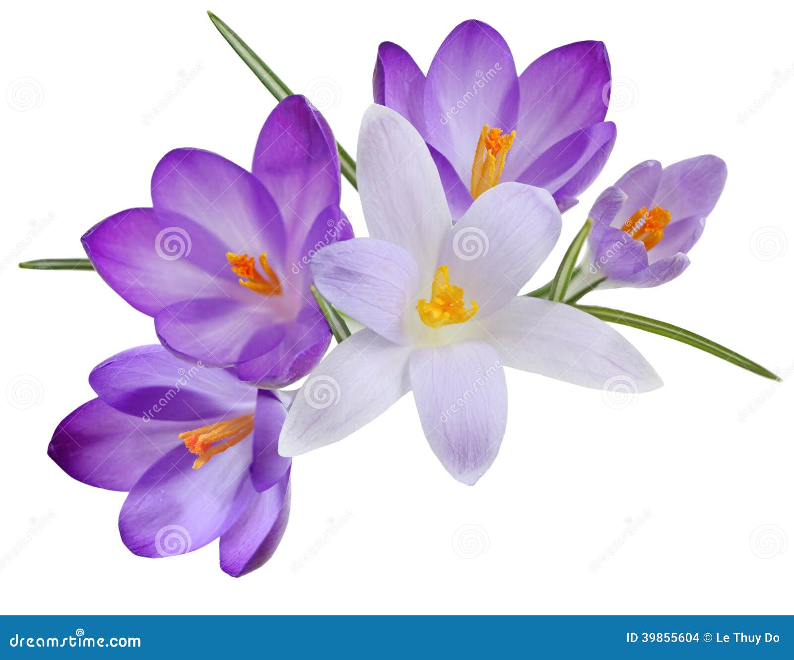 Crocus Flowers stock photo. Image of purple, green, design - 39855604