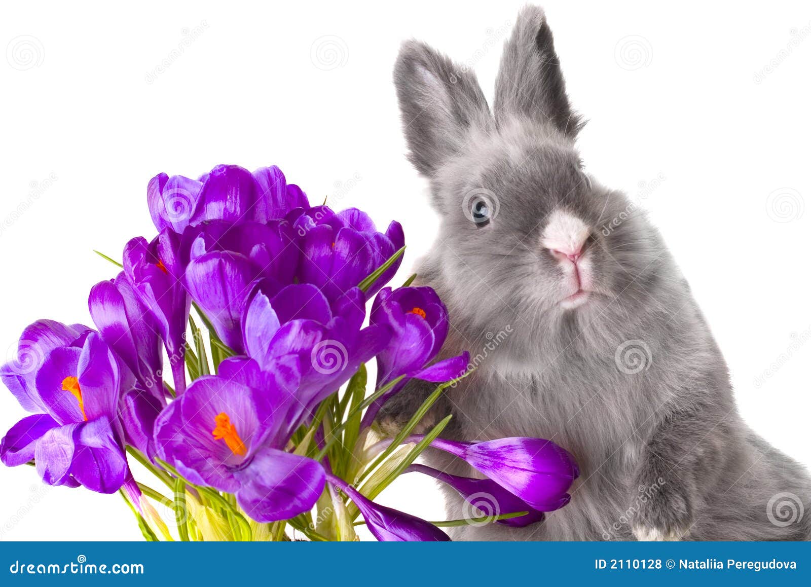 Crocus flowers and bunny stock photo. Image of ground - 2110128