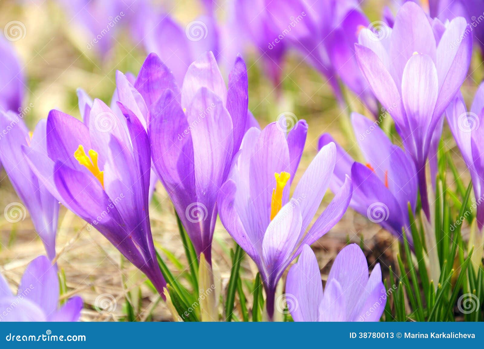 Crocus flowers close up stock image. Image of gentle - 38780013