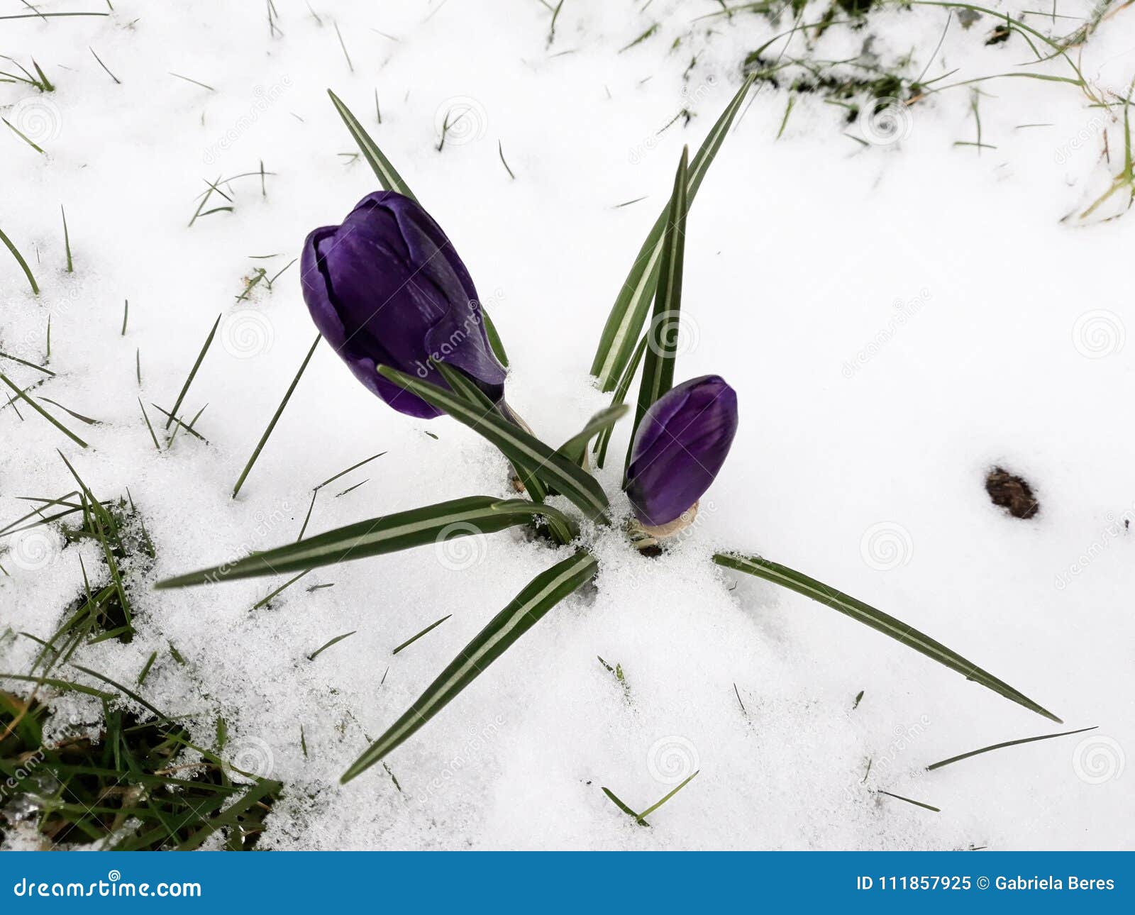 Snow Fall on Crocus Flowers Stock Image - Image of grow, crocus: 111857925