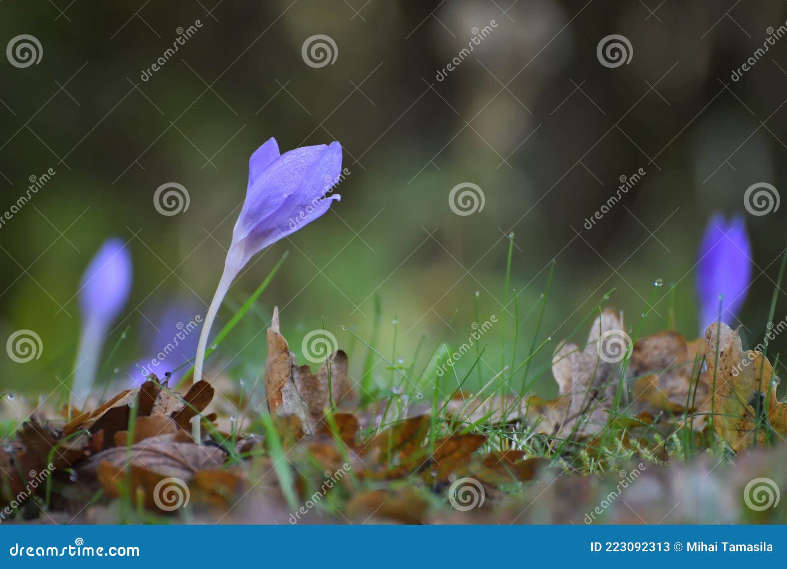 Crocus Flowers in a Deep Dark Forest at Sunrise Stock Image - Image of ...