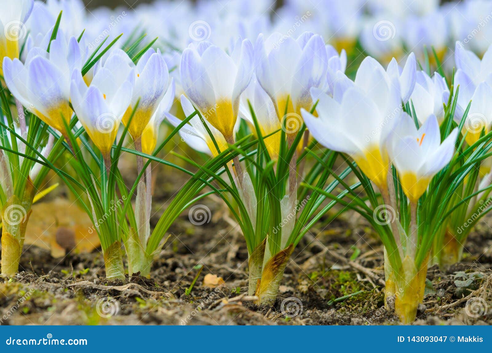 Crocus Flowers in the Garden Stock Image - Image of field, meadow ...