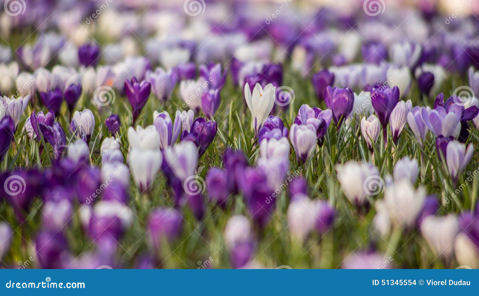 Crocus flowers field stock photo. Image of blossoms, diversity - 51345554