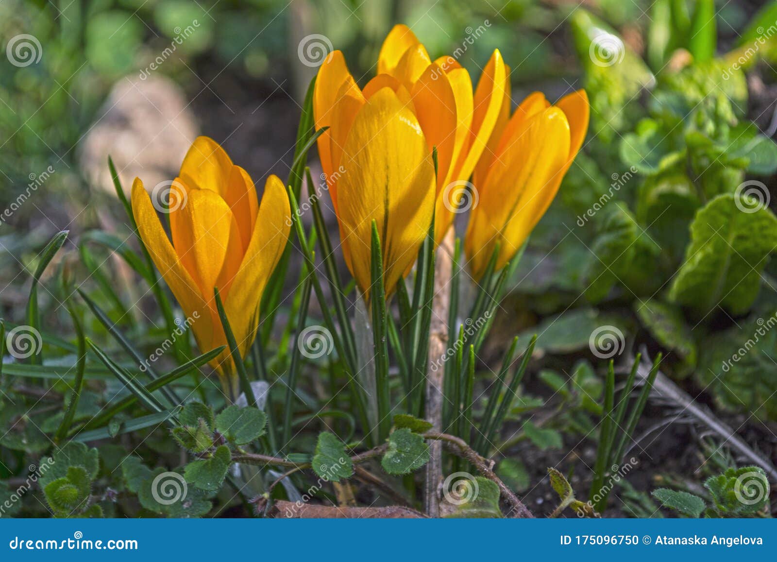 Crocus Flowers. First Spring Flowers Crocus. Most Beautiful Yellow ...