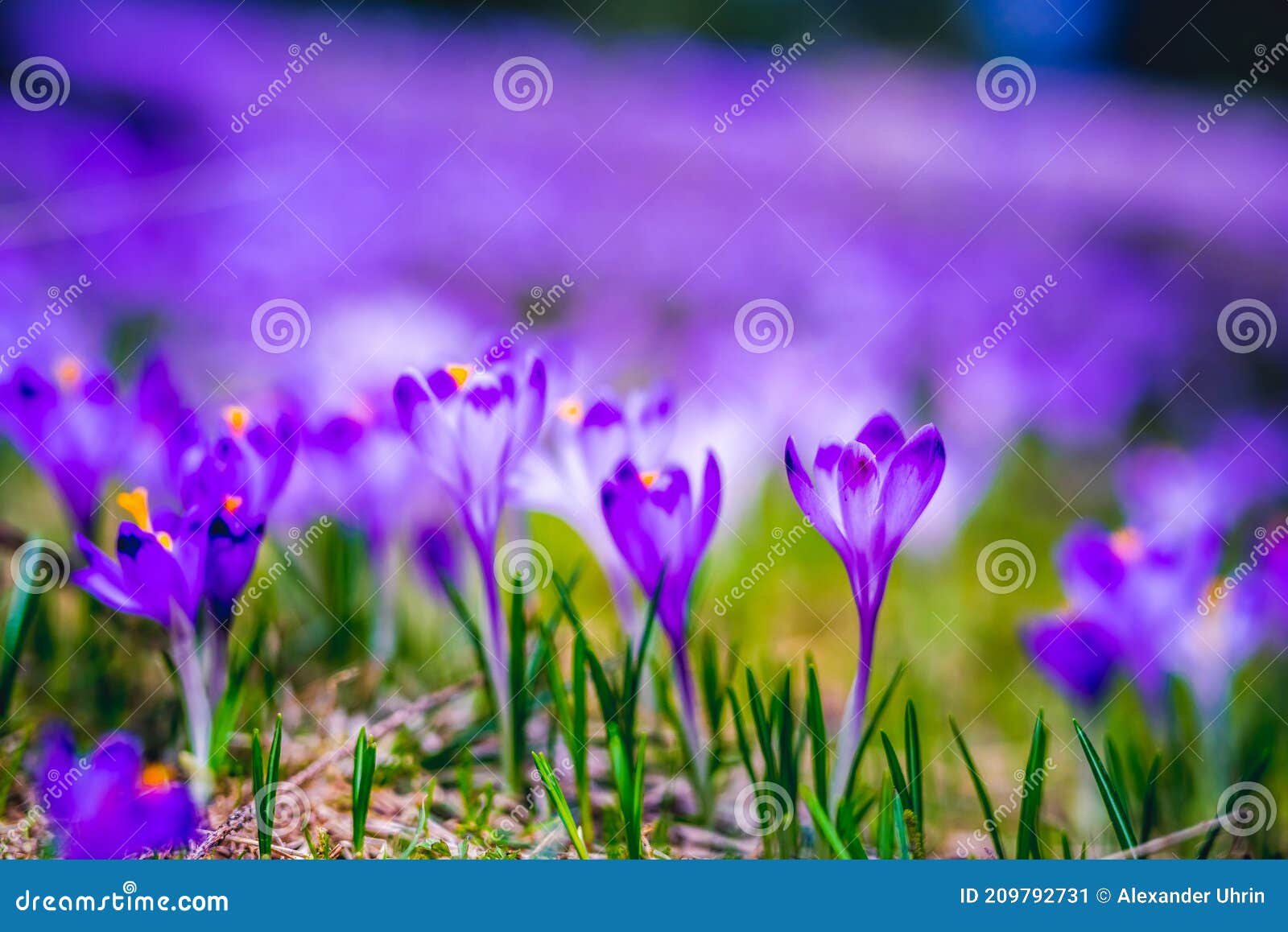 Crocus Flowers in Forest Backround. Stock Image - Image of yellow ...