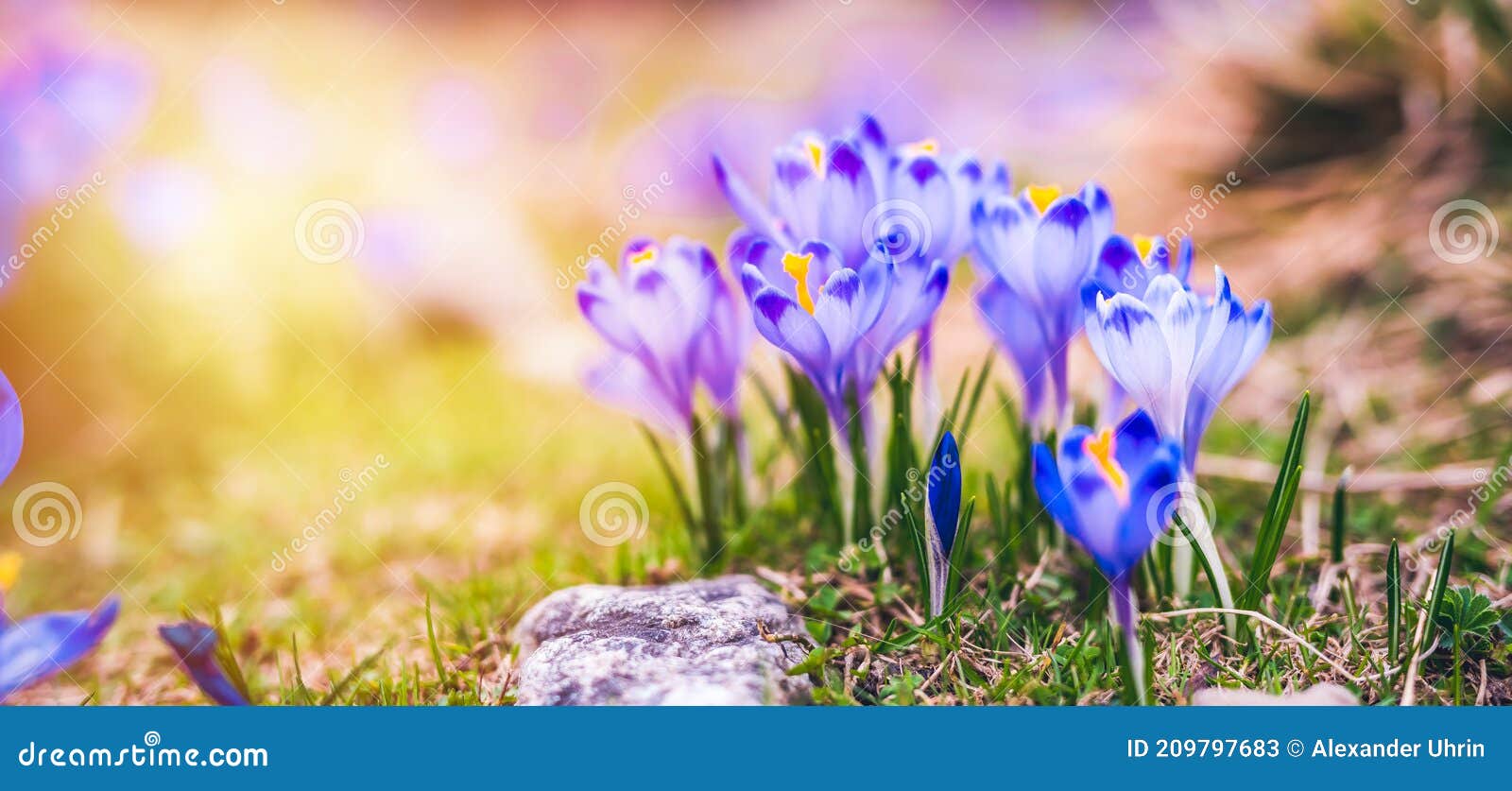 Crocus Flowers in Forest Backround. Stock Image - Image of flora ...