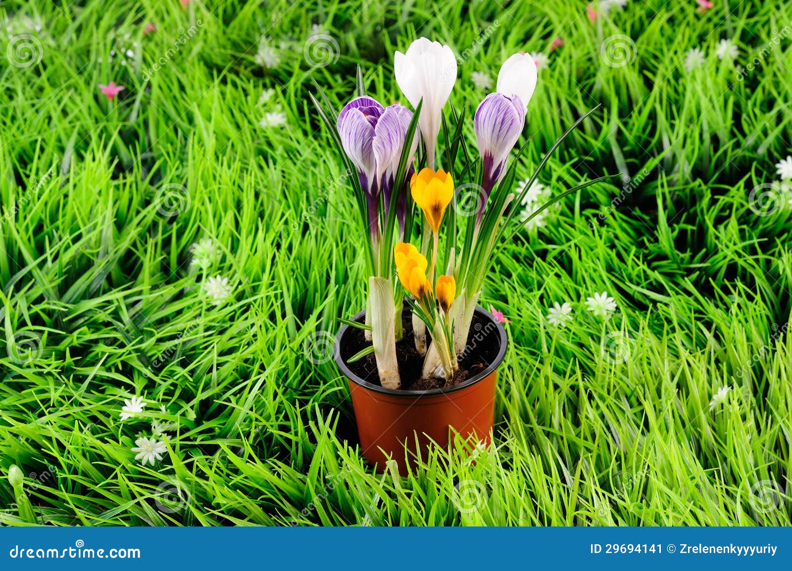 Crocus Flowers on the Green Grass Stock Image - Image of green ...