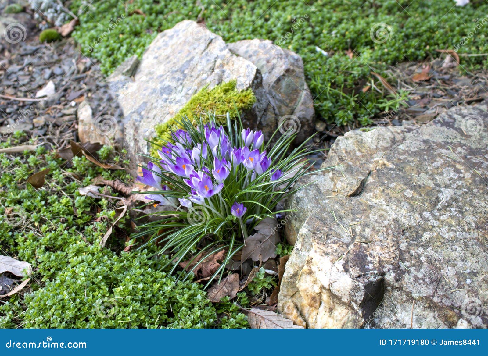 Spring Crocus Flowers. stock photo. Image of grow, garden - 171719180