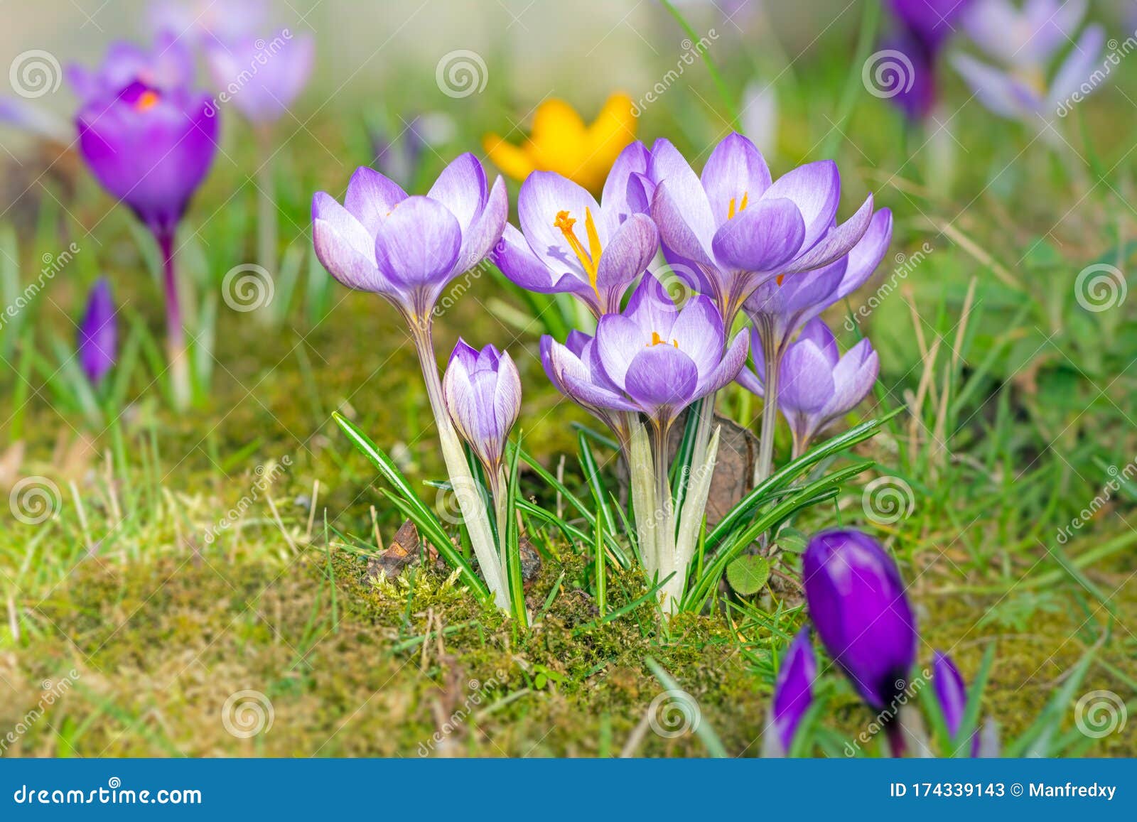 Crocus flowers in a meadow stock image. Image of season - 174339143