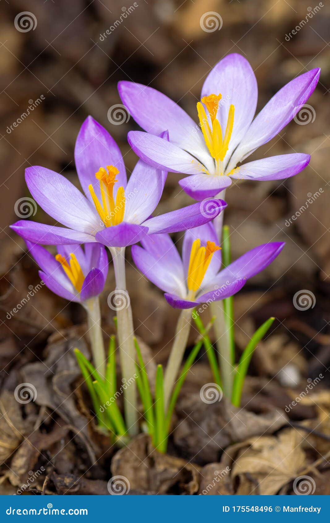 Crocus flowers in a meadow stock photo. Image of macro - 175548496