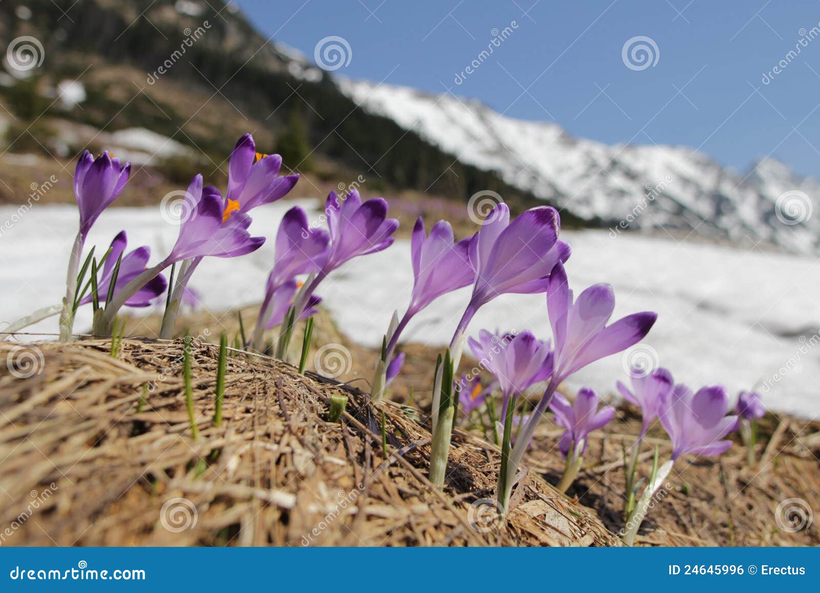 Crocus Flowers - on the Mountain Spring Meadow Stock Photo - Image of ...