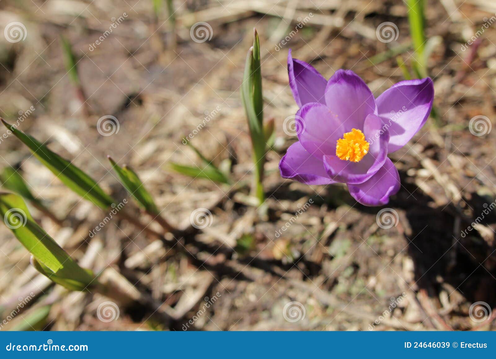 Crocus Flowers - on the Mountain Spring Meadow Stock Image - Image of ...