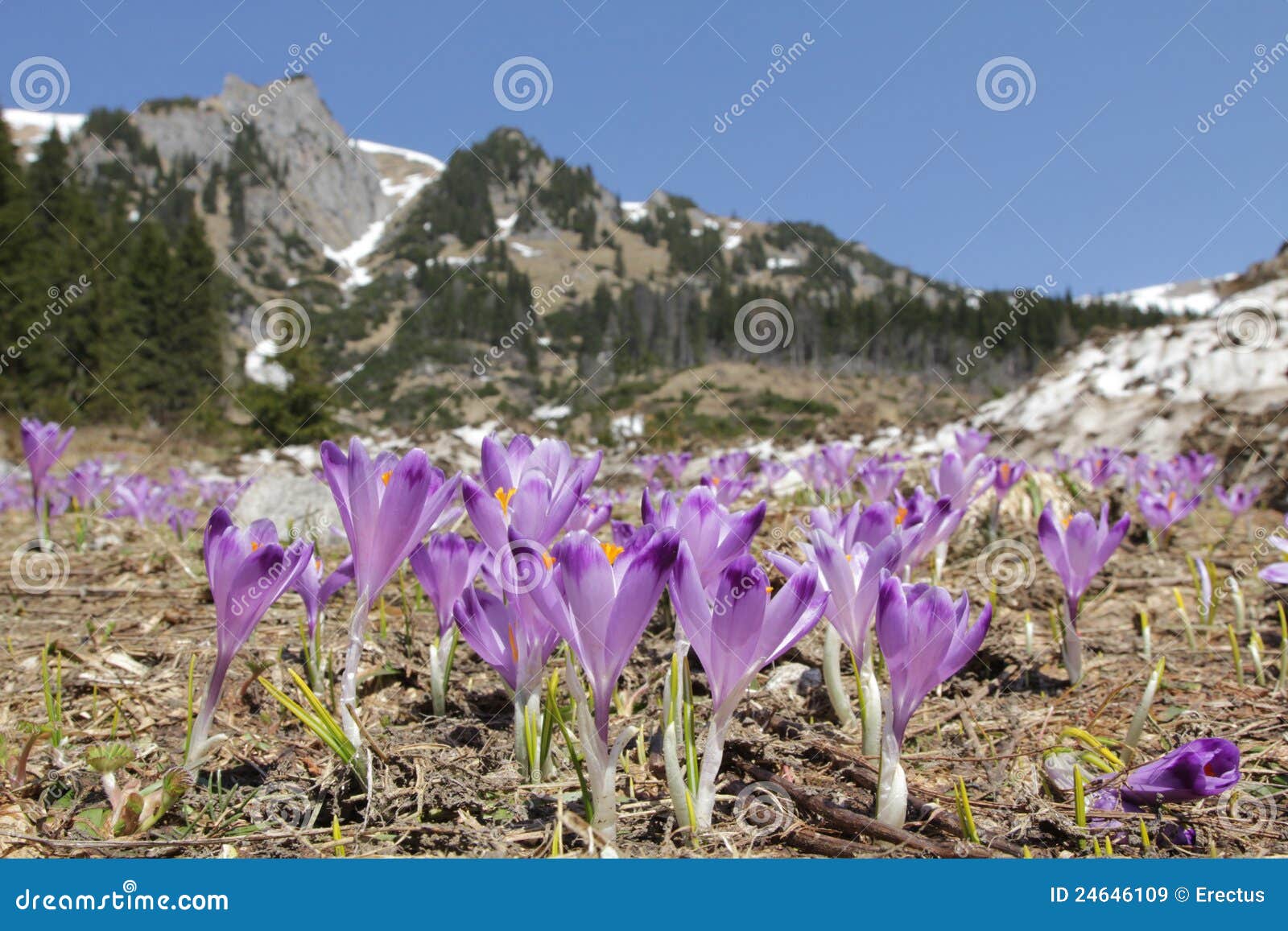 Crocus Flowers - on the Mountain Spring Meadow Stock Image - Image of ...