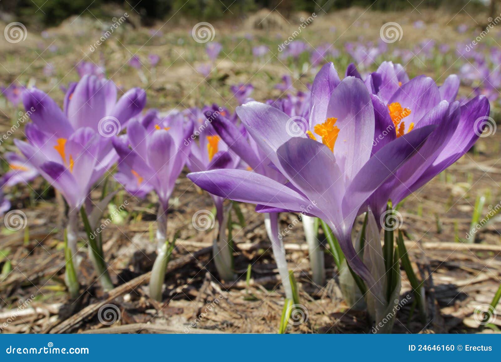 Crocus Flowers - on the Mountain Spring Meadow Stock Photo - Image of ...