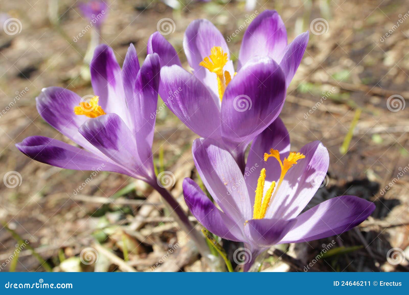 Crocus Flowers - on the Mountain Spring Meadow Stock Image - Image of ...