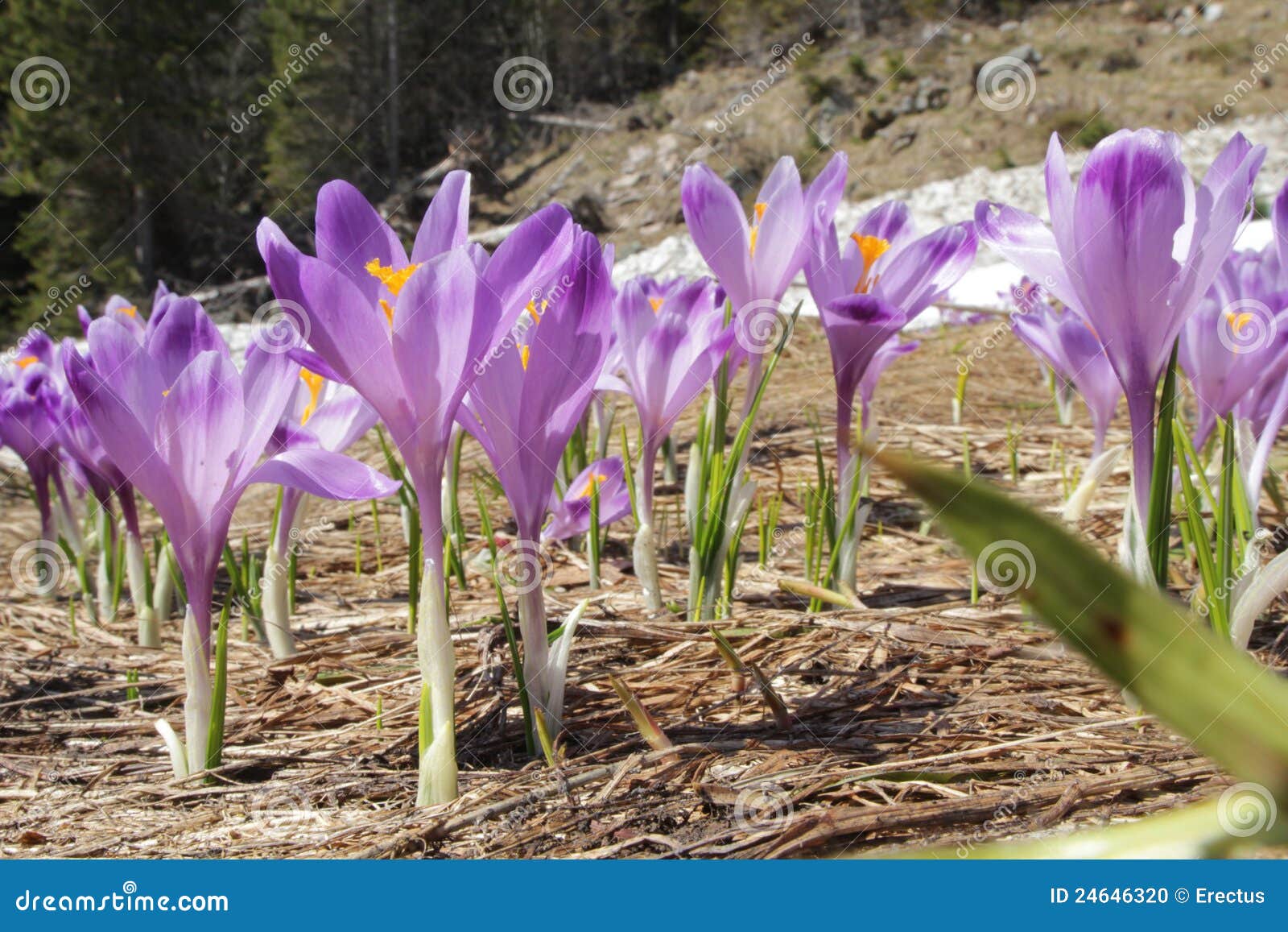 Crocus Flowers - on the Mountain Spring Meadow Stock Photo - Image of ...