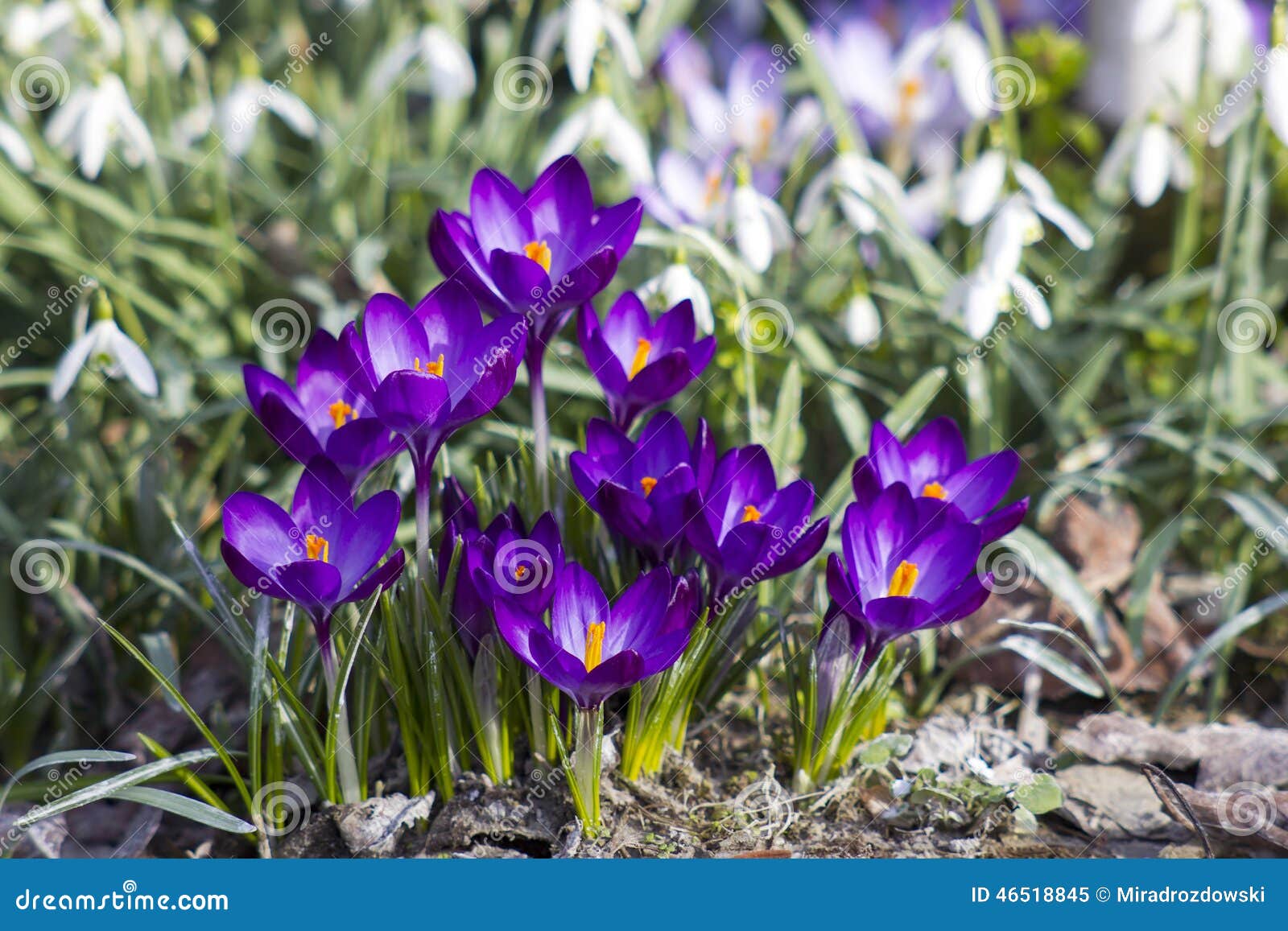 Crocus flowers stock image. Image of beautiful, beauty - 46518845
