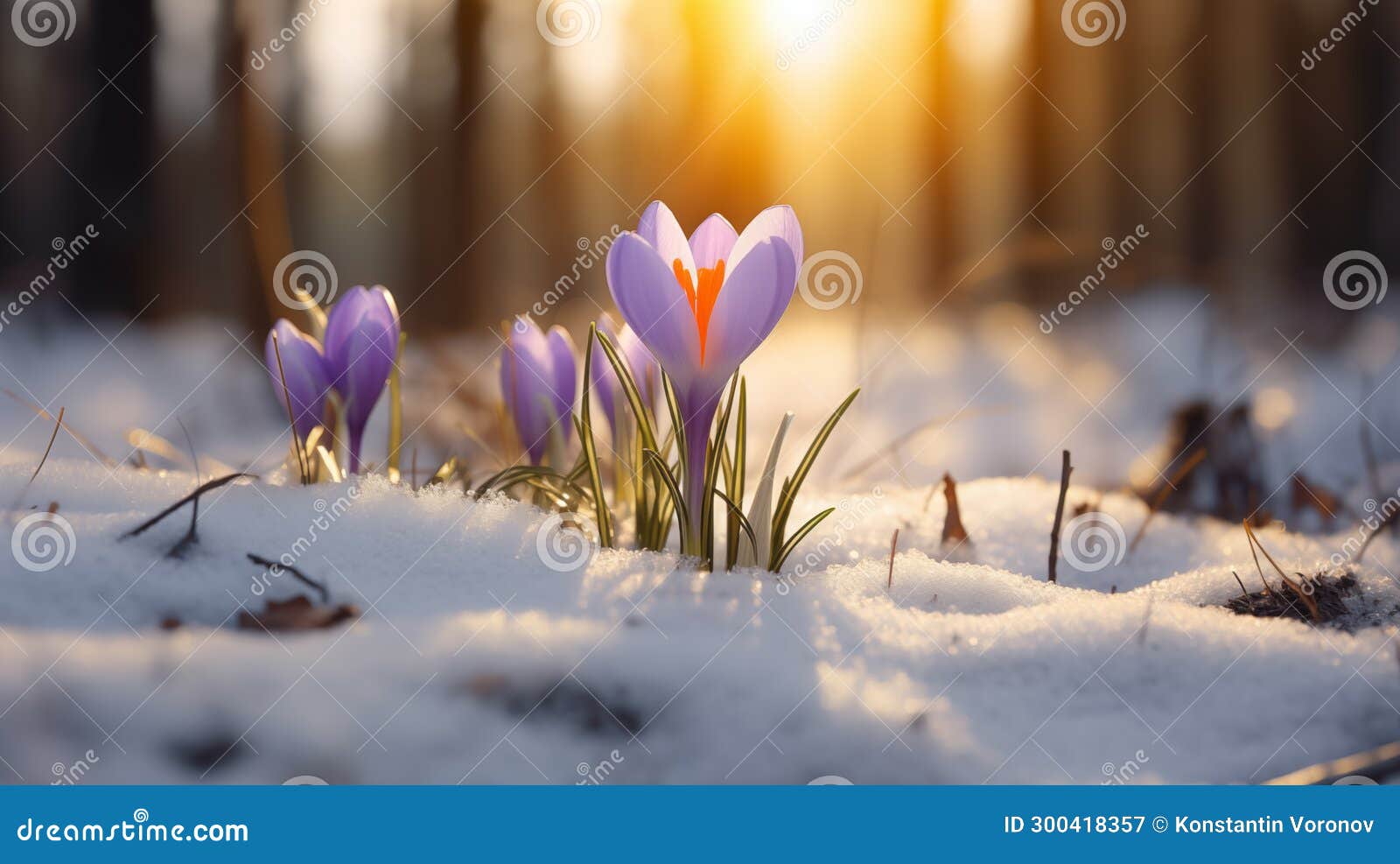 Crocus Flowers in Snow at Forest Edge with Warm Sunset Light Stock ...