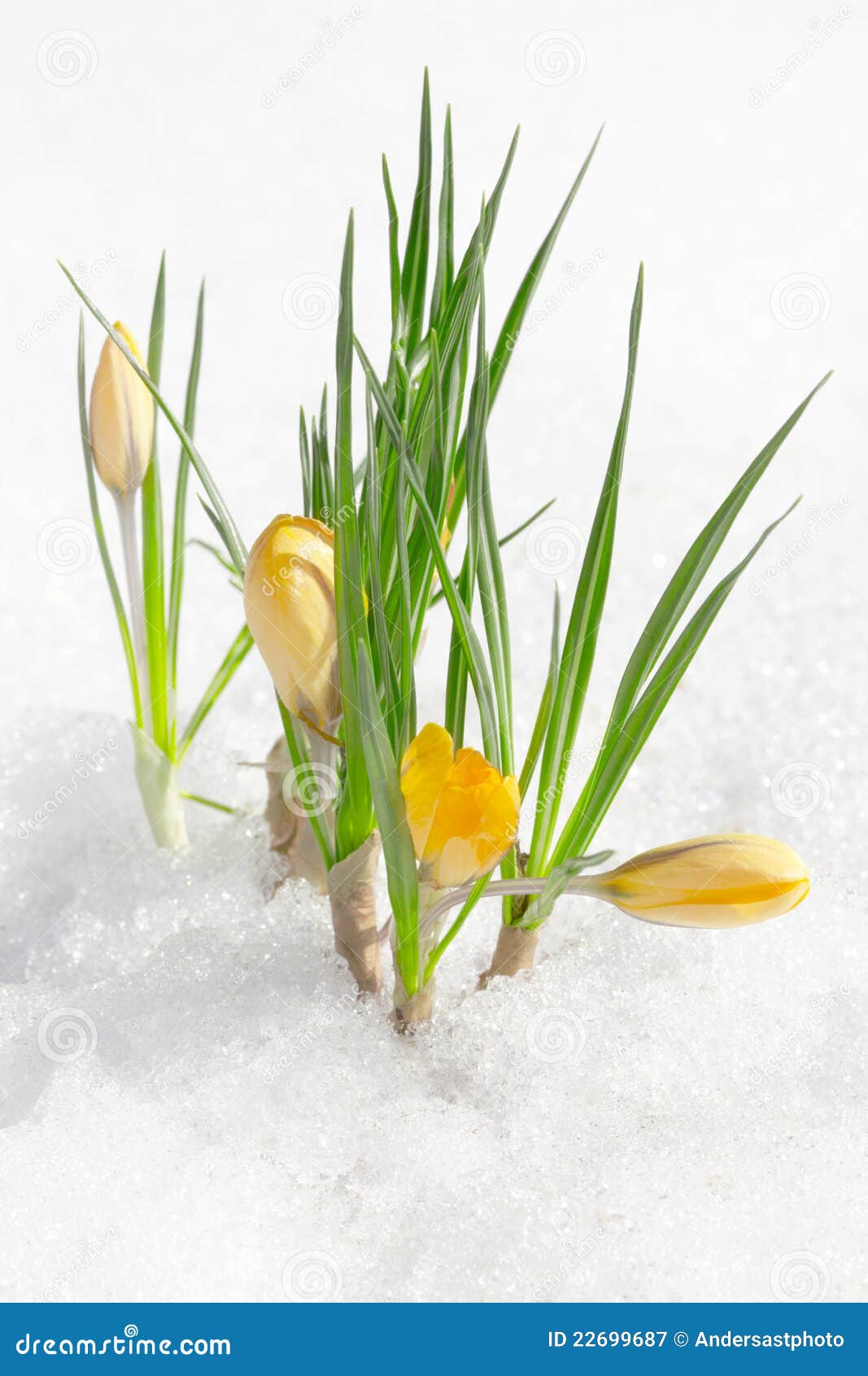 Crocus flowers, snowdrops stock image. Image of color - 22699687
