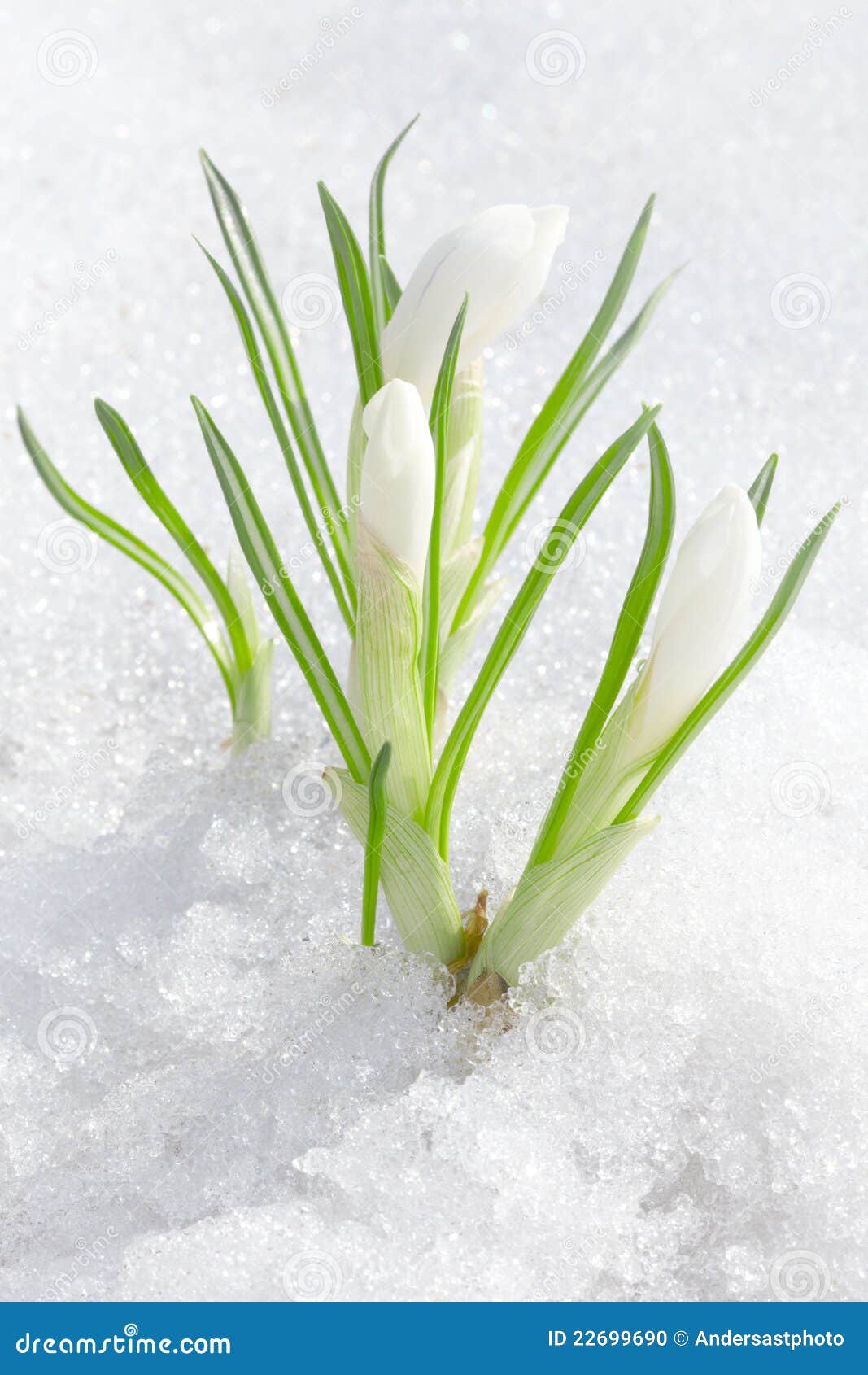Crocus flowers, snowdrops stock photo. Image of bloom - 22699690
