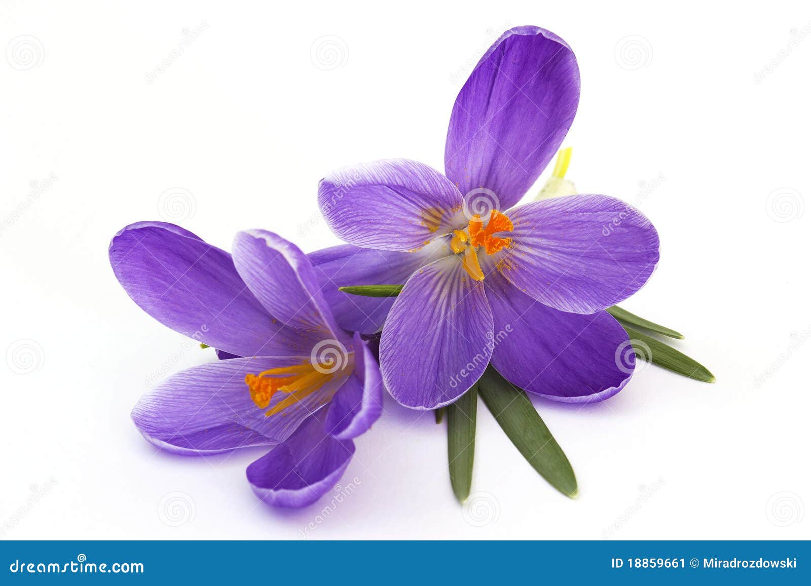 Crocus - flowers of spring stock image. Image of nature - 18859661