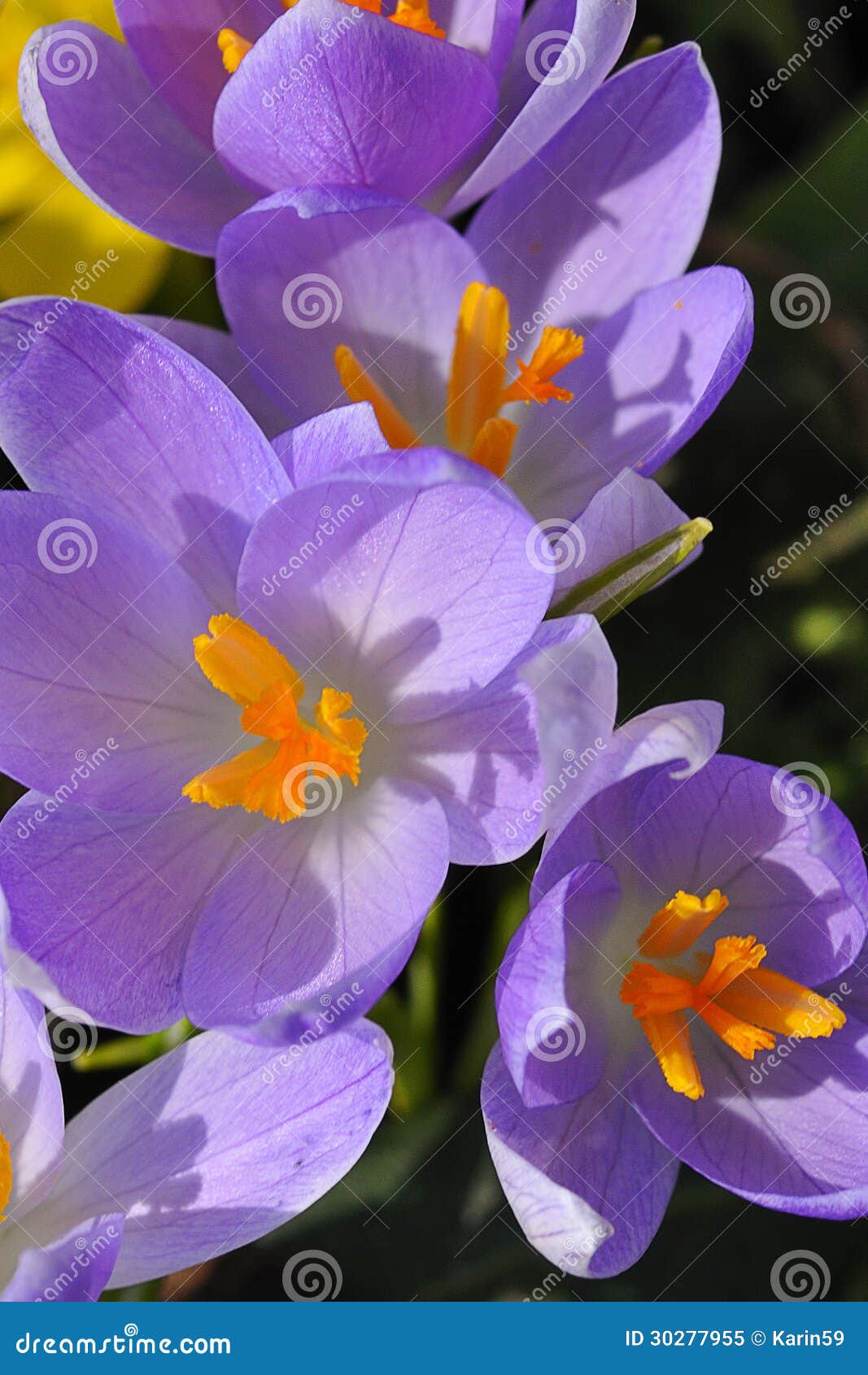 Crocus stock image. Image of closeup, bloom, flora, essence - 30277955