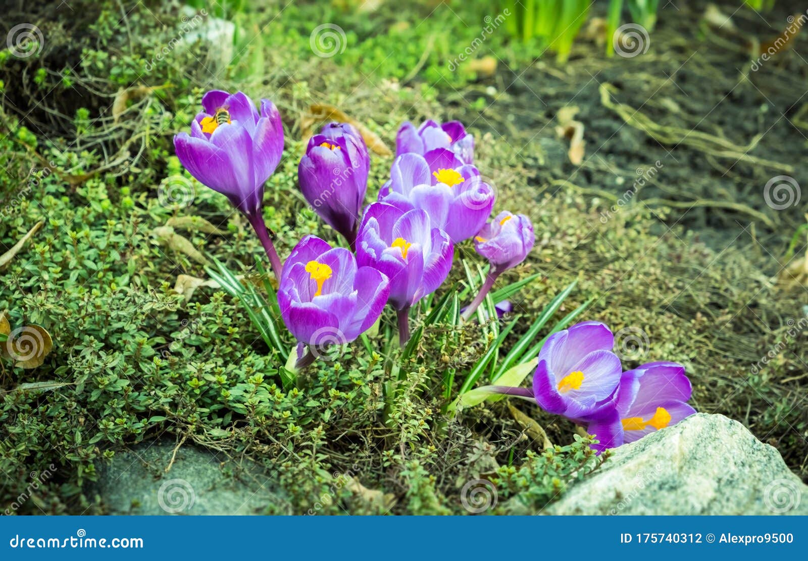 Crocus flowers in spring stock photo. Image of color - 175740312